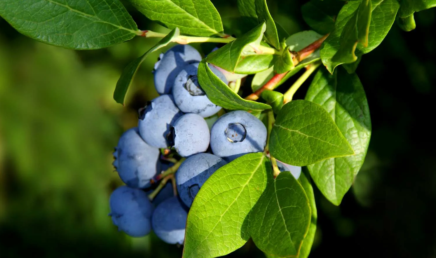 Российские ученые сохранят многообразие ягодных культур благодаря ...