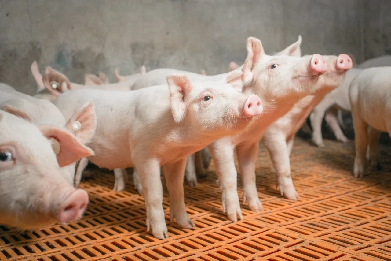 АГРОЭКО углубит интеграцию в генетическую программу Hendrix Genetics Swine